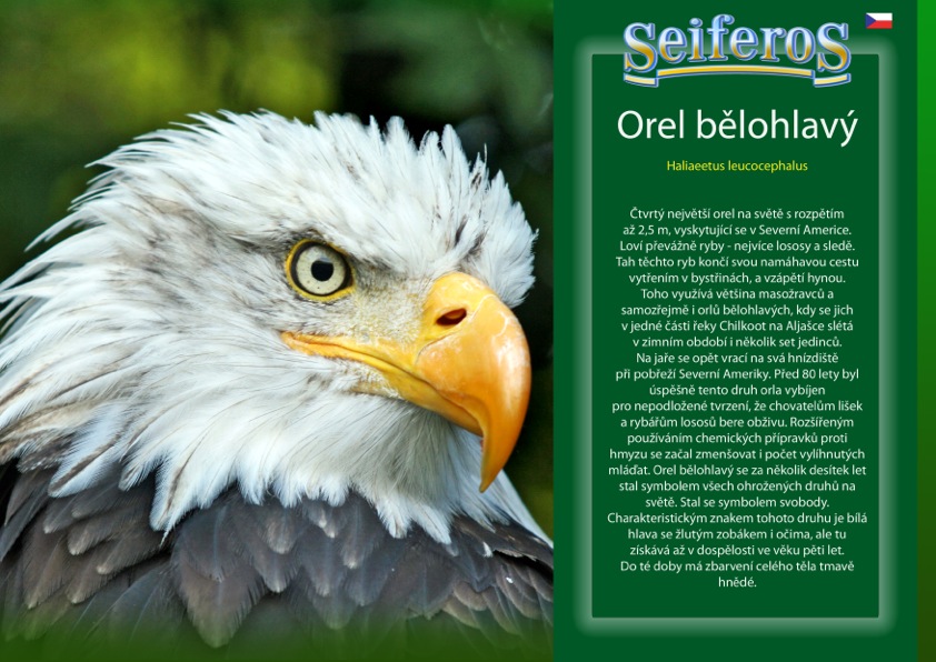 SEIFEROS - letové ukázky dravců a sov - Dravci a sovy